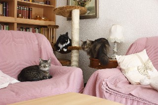 Katzenhotel Villa Maunz